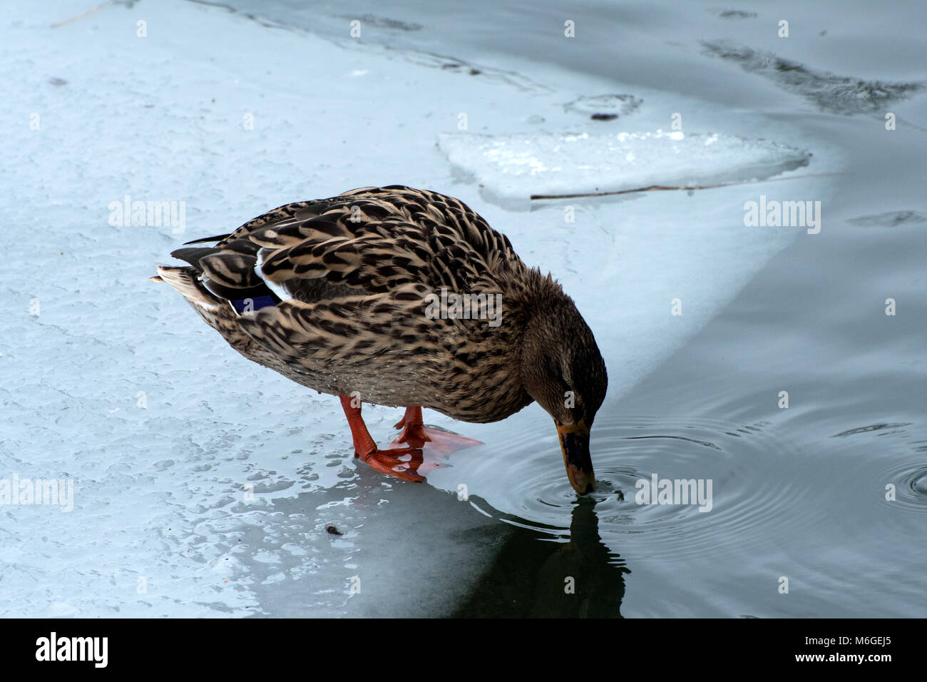 Mallard duck drinking water on hi-res stock photography and images - Alamy