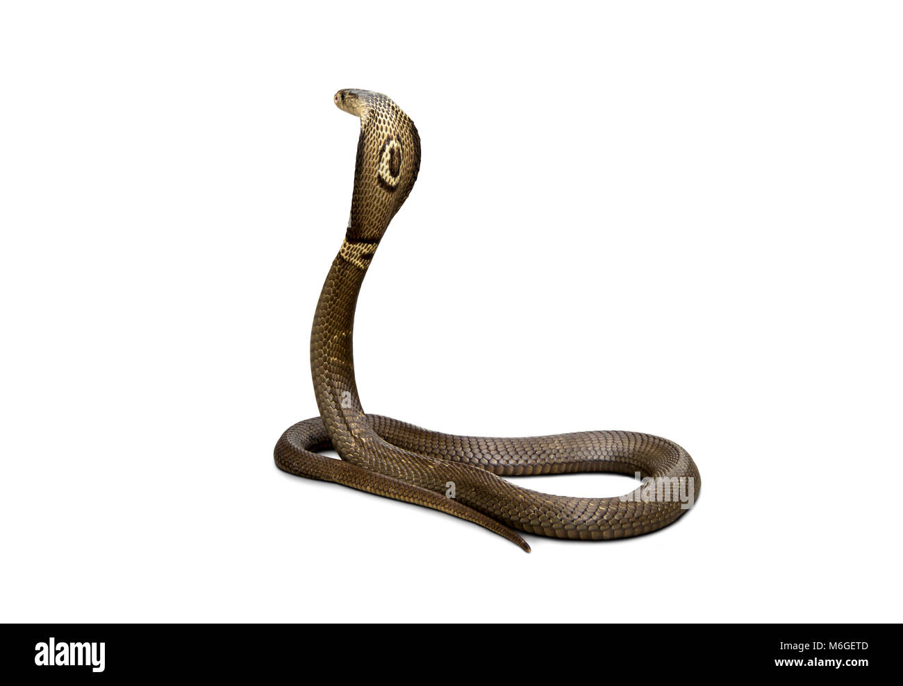 Back of Snake Siamese cobra ( Naja kaouthia ). Dangerous serious ...