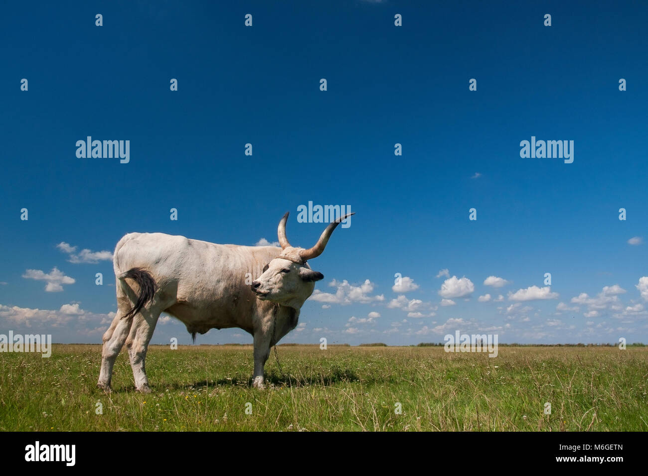 Hungarian Grey cattle (Hungarian: 'Magyar Szurke'), also known as ...