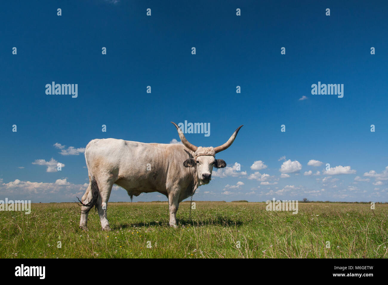 Hungarian cow breed hi-res stock photography and images - Alamy