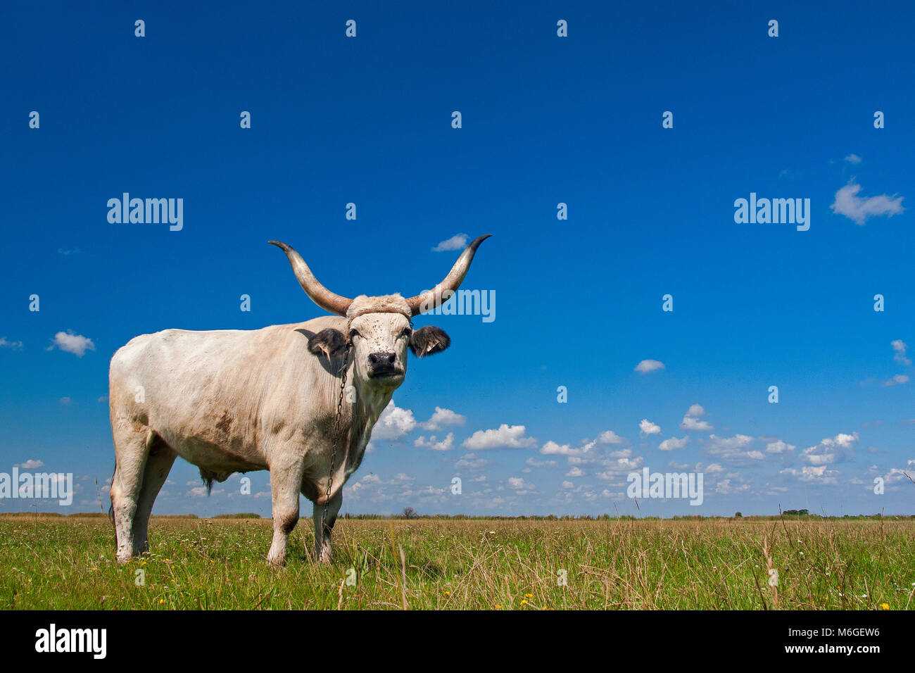 Hungarian Grey cattle (Hungarian: 'Magyar Szurke'), also known as ...