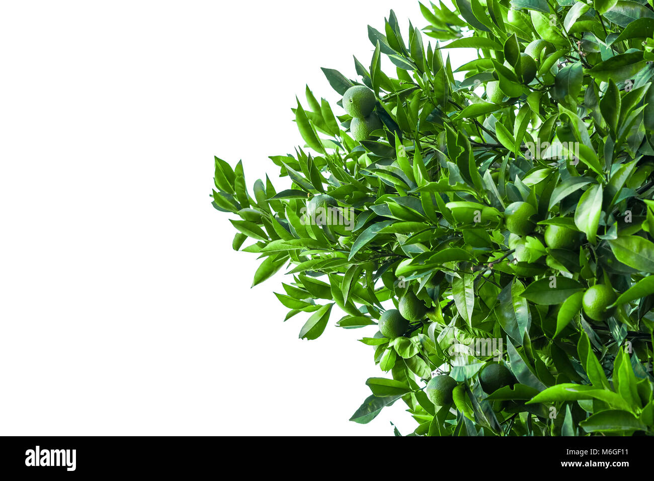 Green oranges on a branch of an orange tree - Croatia, Brac island ...