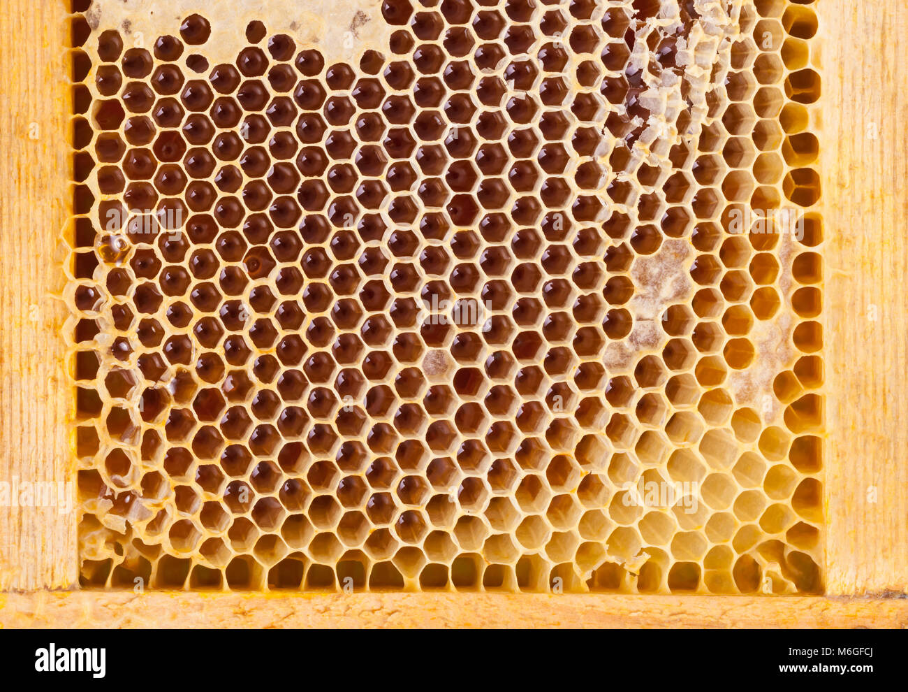 Studio close up shot of organic honey in a comb - well-being and ...