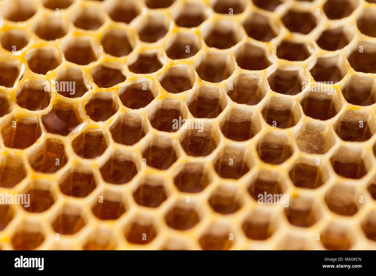Studio shot of organic honey in a comb - well-being and healthy eating ...