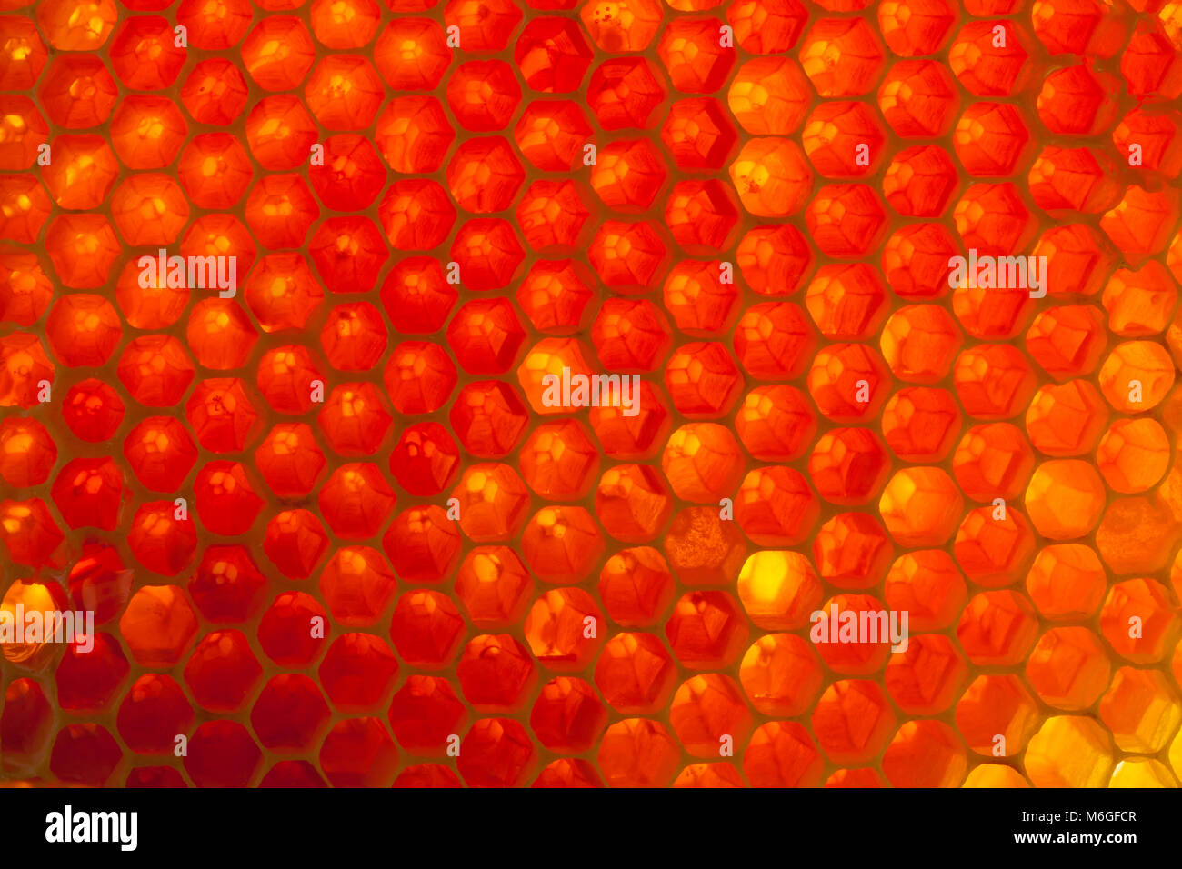 Close up shot of organic honey in a comb - well-being and healthy ...