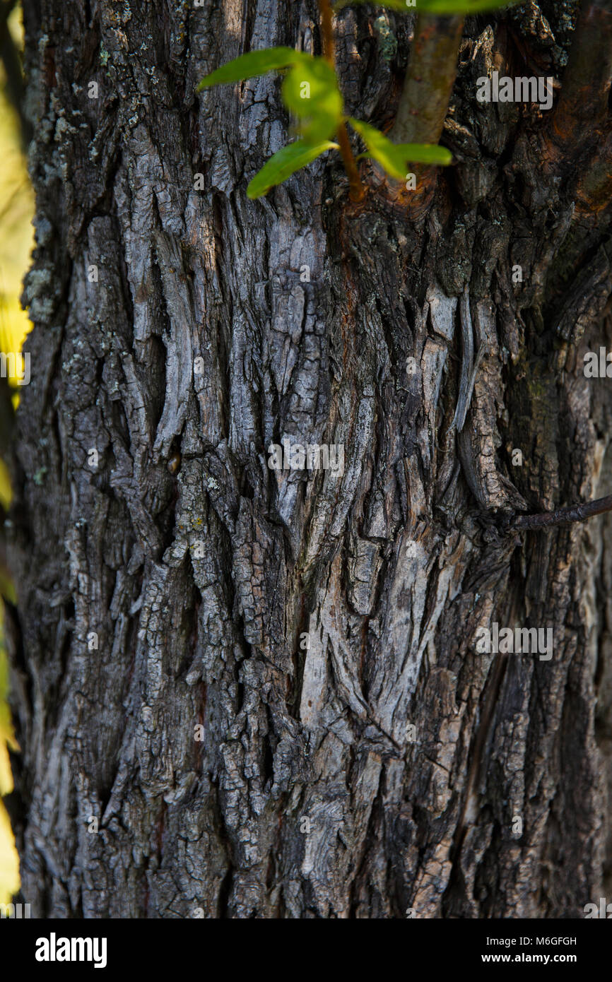 The bark of an old tree nature texture background Stock Photo - Alamy