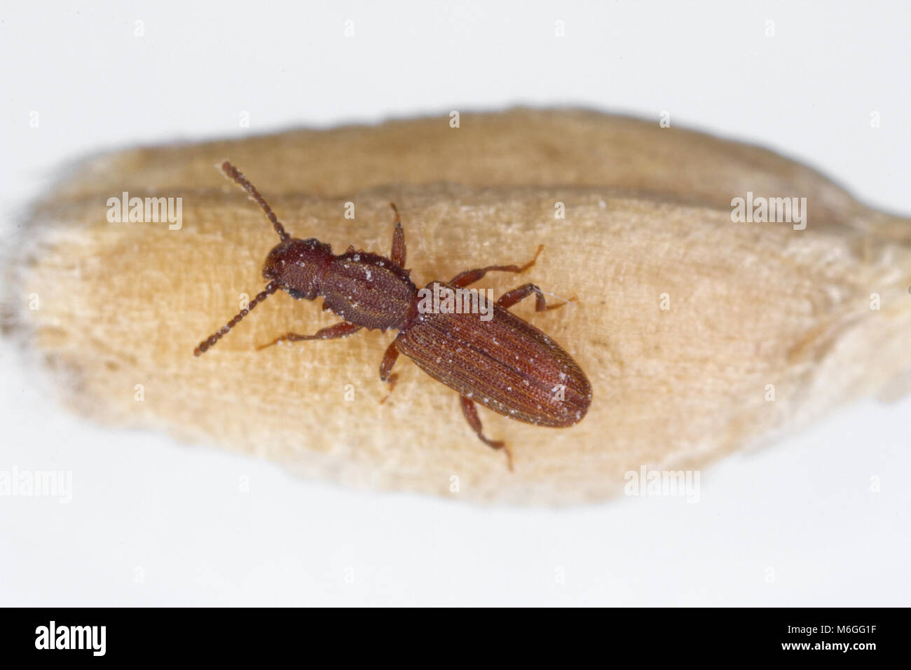 Oryzaephilus surinamensis the sawtoothed grain beetle from family ...