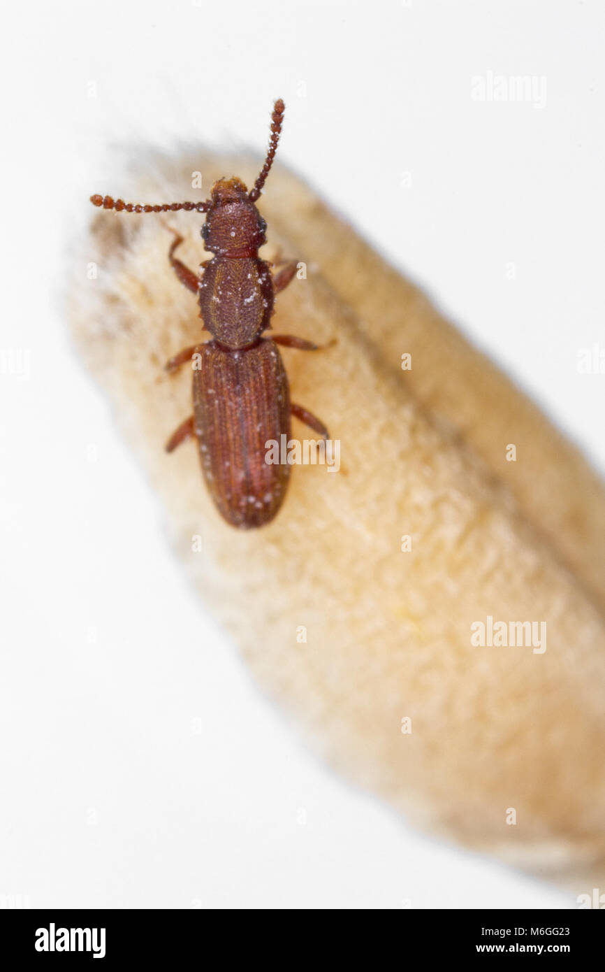Oryzaephilus surinamensis the sawtoothed grain beetle from family ...