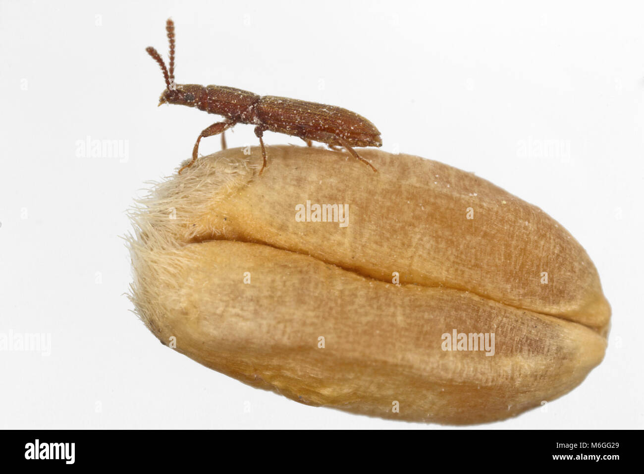 Oryzaephilus surinamensis the sawtoothed grain beetle from family ...