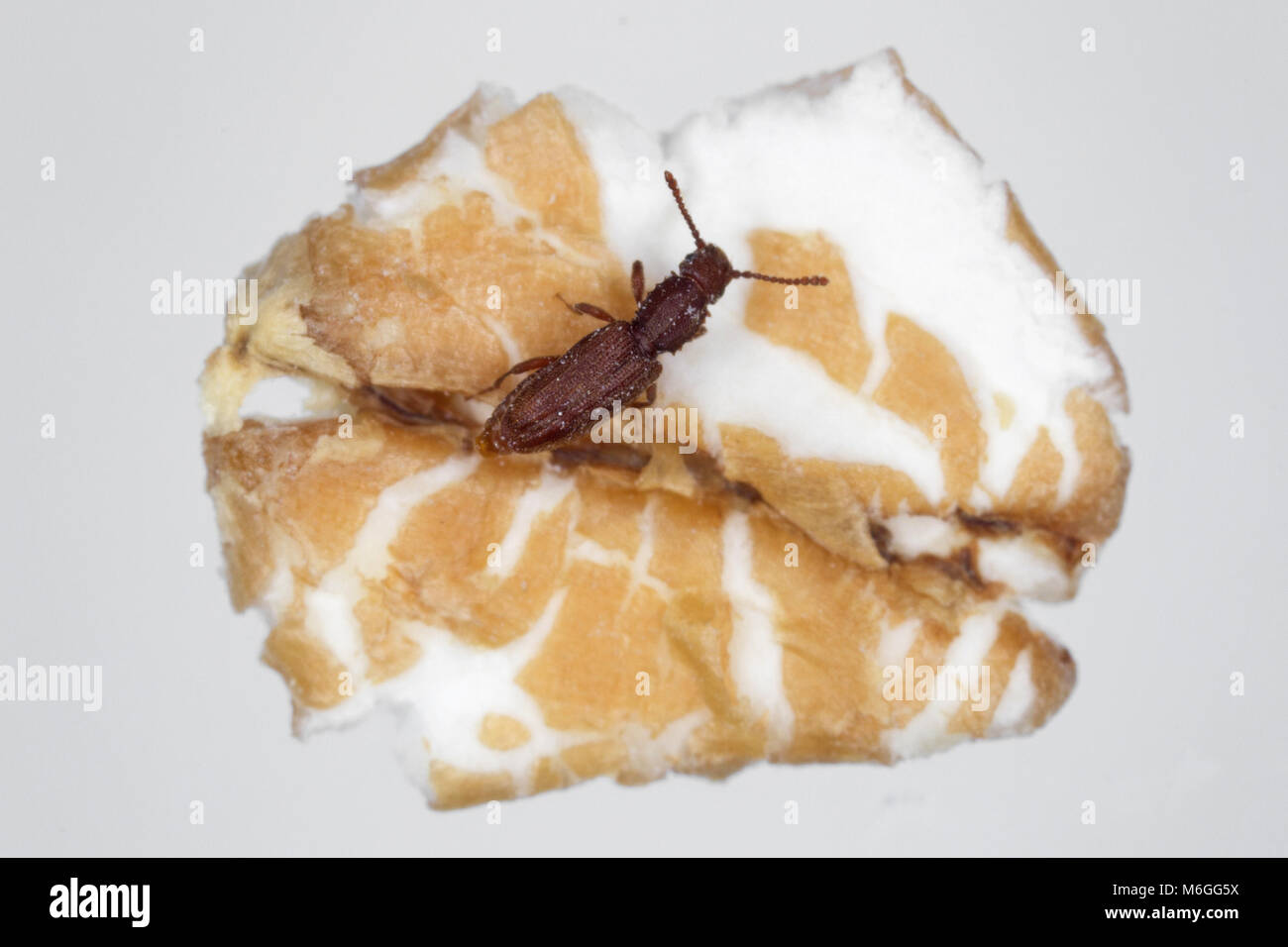 Oryzaephilus surinamensis the sawtoothed grain beetle from family ...