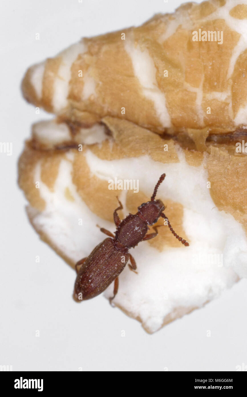 Oryzaephilus surinamensis the sawtoothed grain beetle from family ...