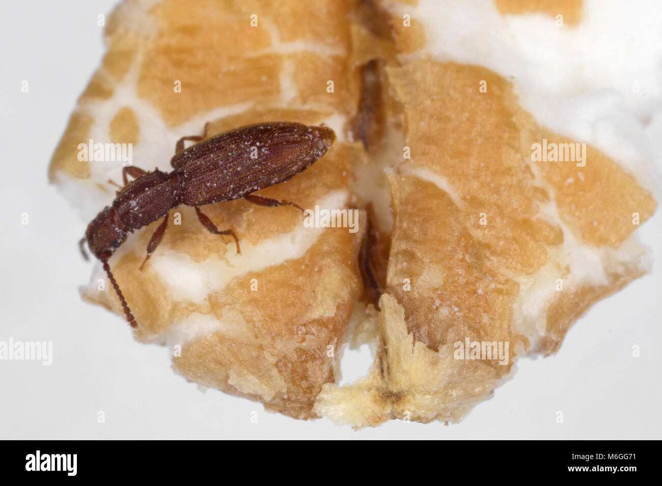 Oryzaephilus surinamensis the sawtoothed grain beetle from family ...