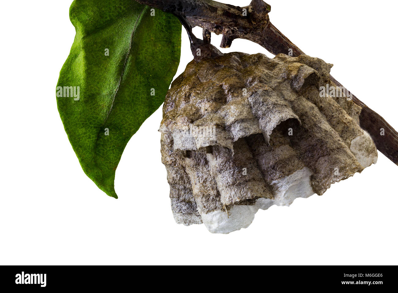 Empty wasp nest hi-res stock photography and images - Alamy