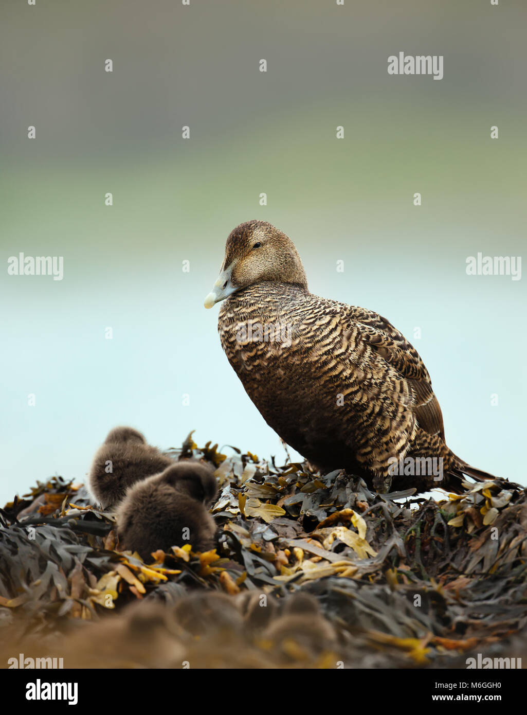 Female common eider duck in hi-res stock photography and images - Alamy