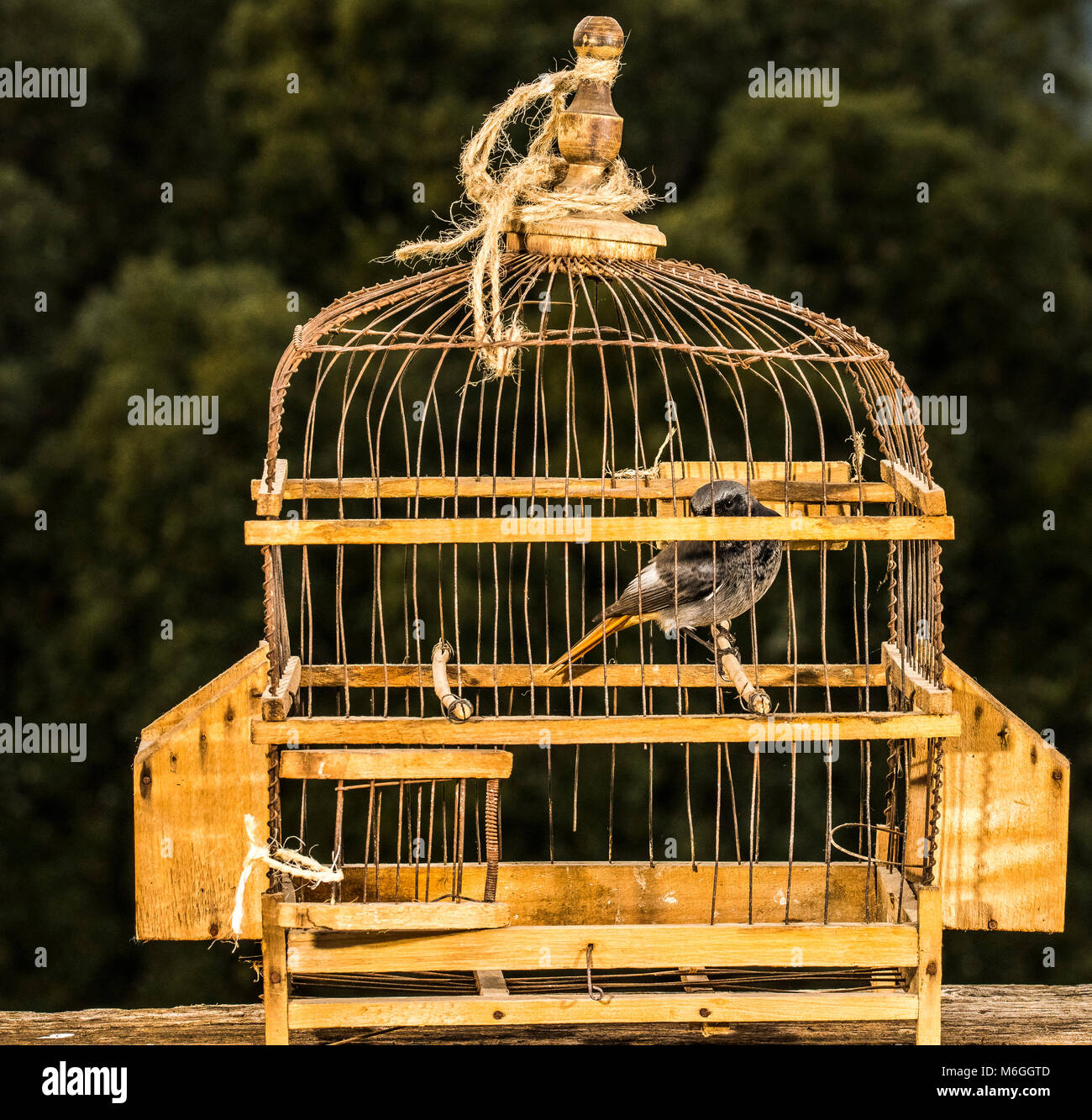 Jail bird hi-res stock photography and images - Alamy