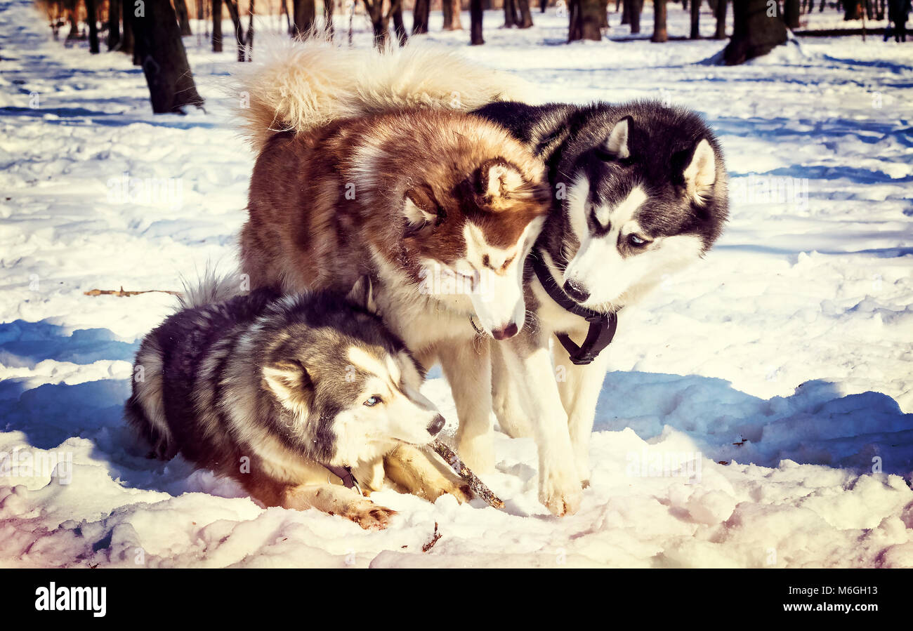 Siberian husky dogs for a walk in the winter park Stock Photo - Alamy