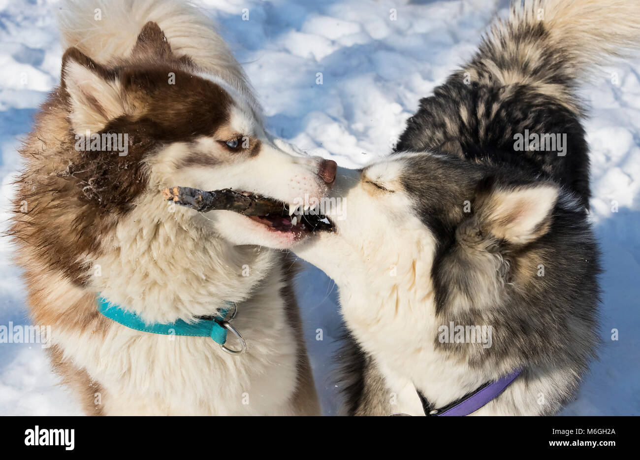 Siberian husky dogs for a walk in the winter park Stock Photo - Alamy