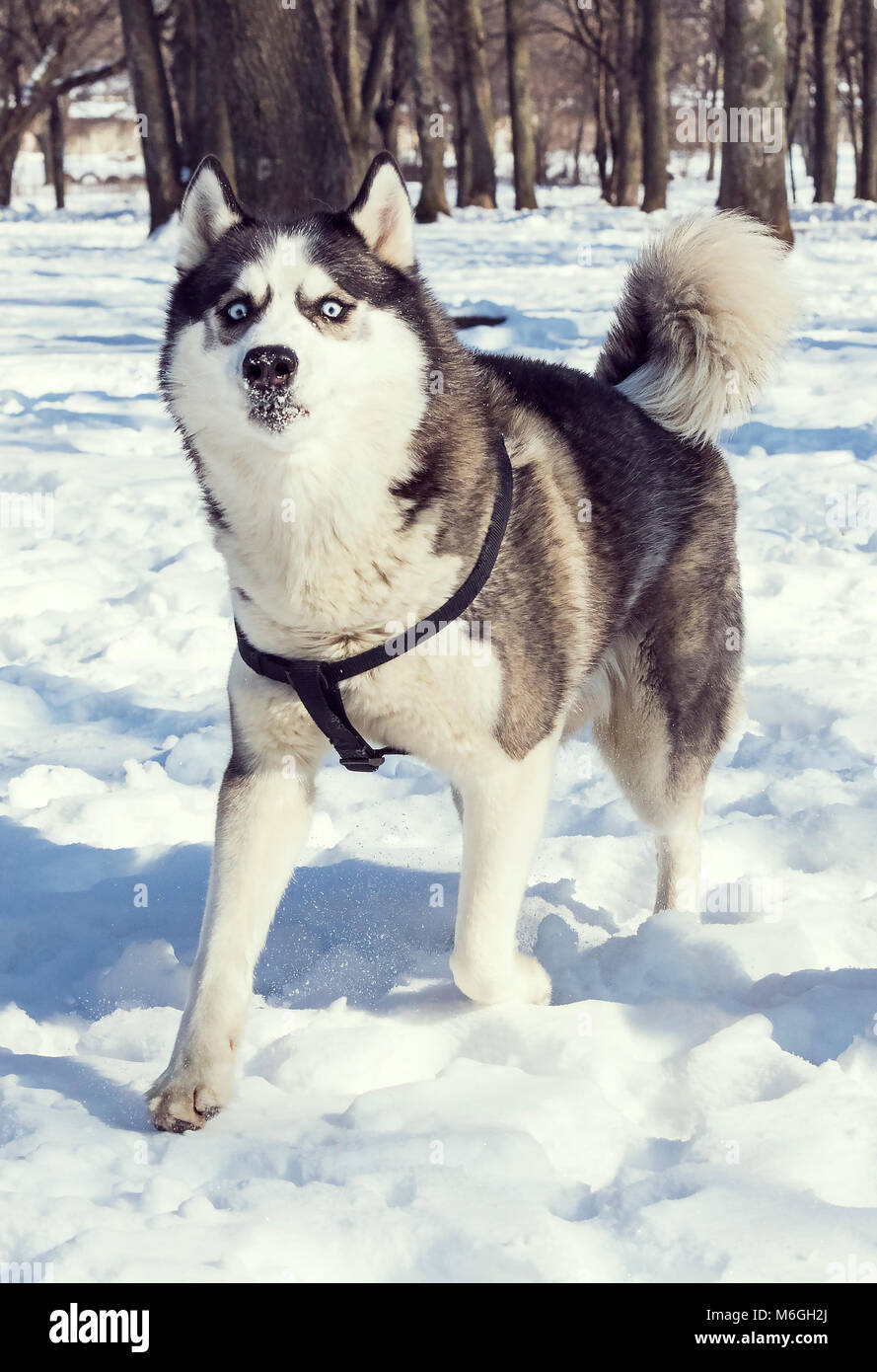 Siberian husky dogs for a walk in the winter park Stock Photo - Alamy