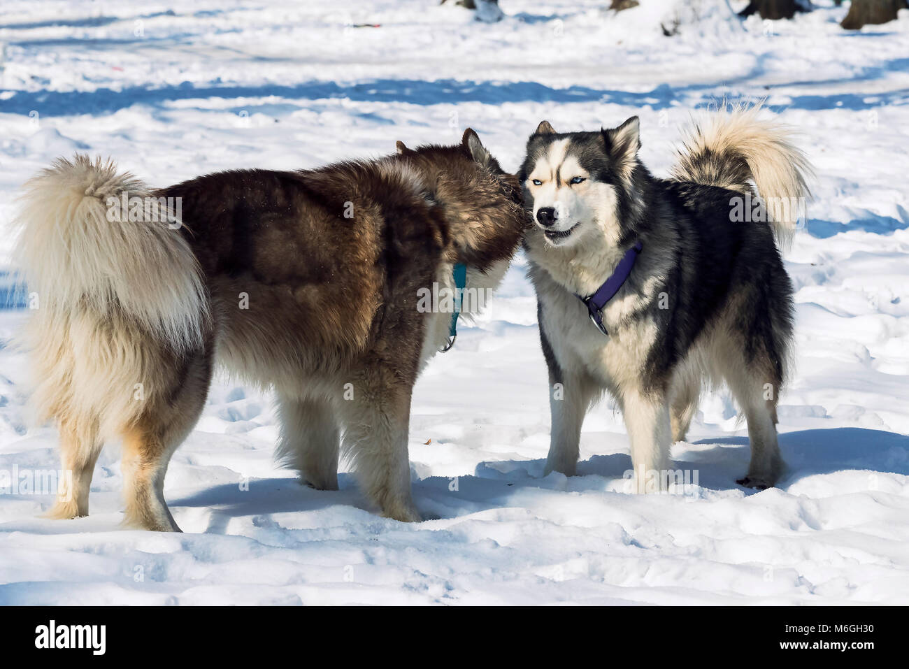Siberian husky dogs for a walk in the winter park Stock Photo - Alamy