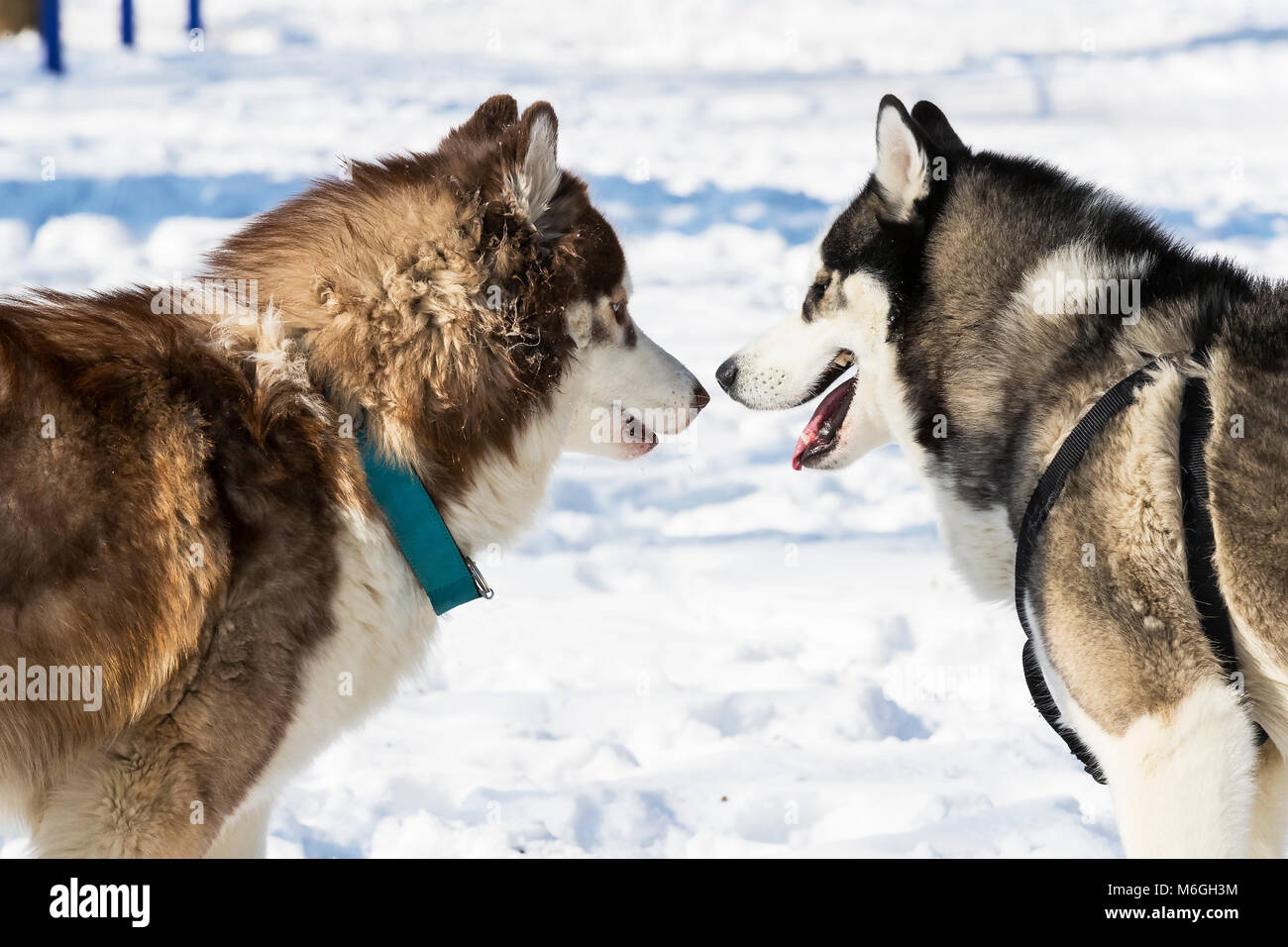 Siberian husky dogs for a walk in the winter park Stock Photo - Alamy