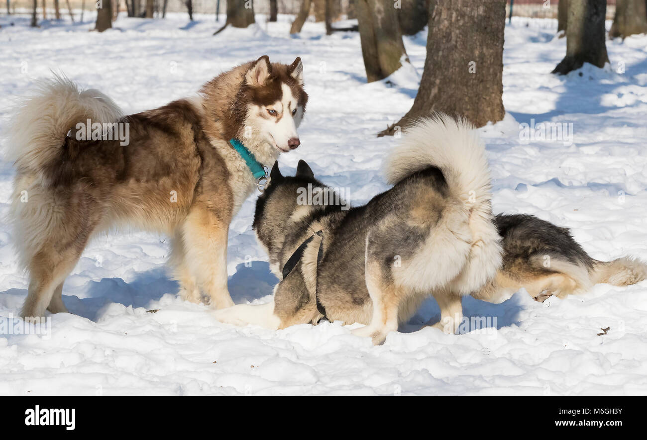 Siberian husky dogs for a walk in the winter park Stock Photo - Alamy
