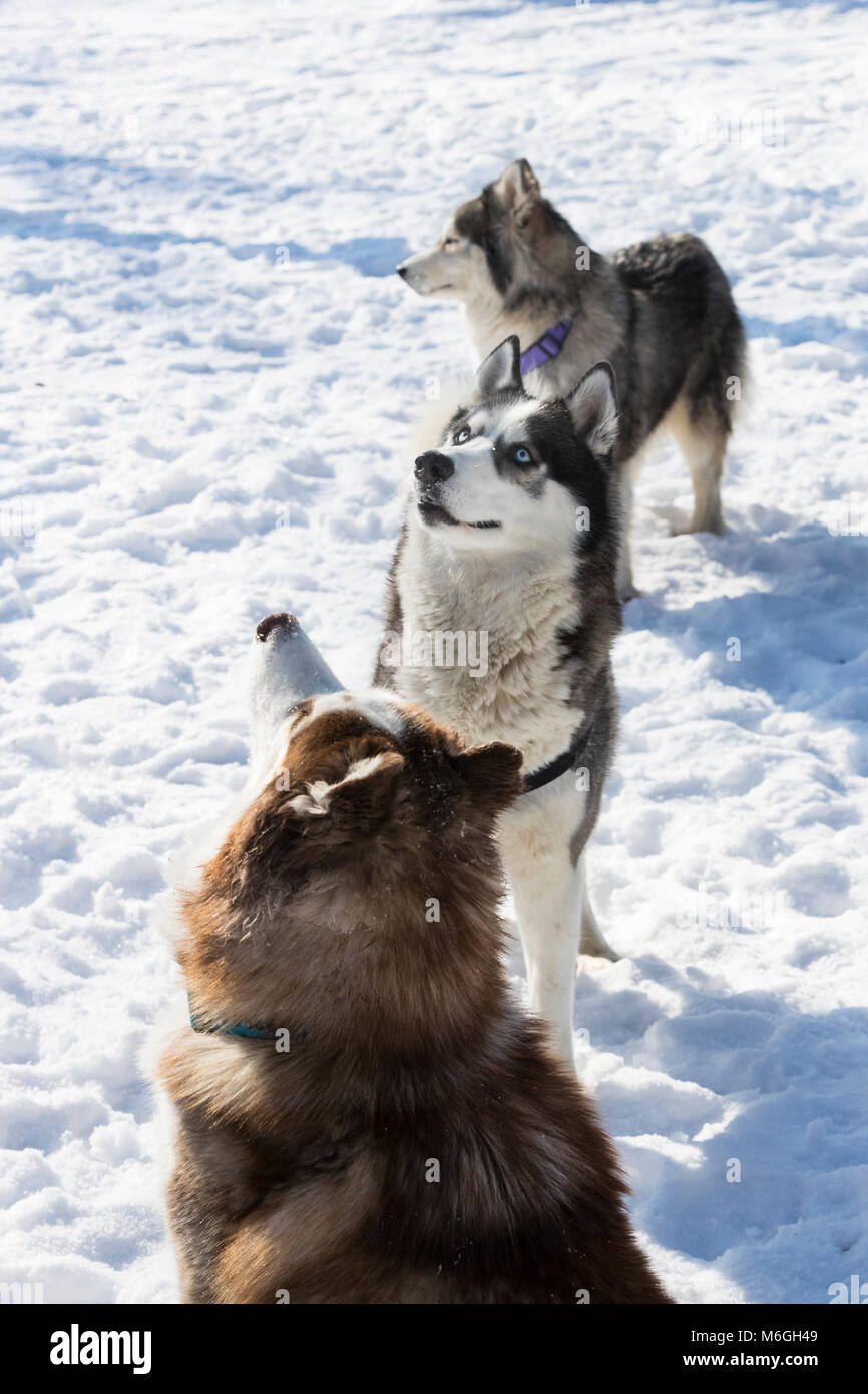 Siberian husky dogs for a walk in the winter park Stock Photo - Alamy