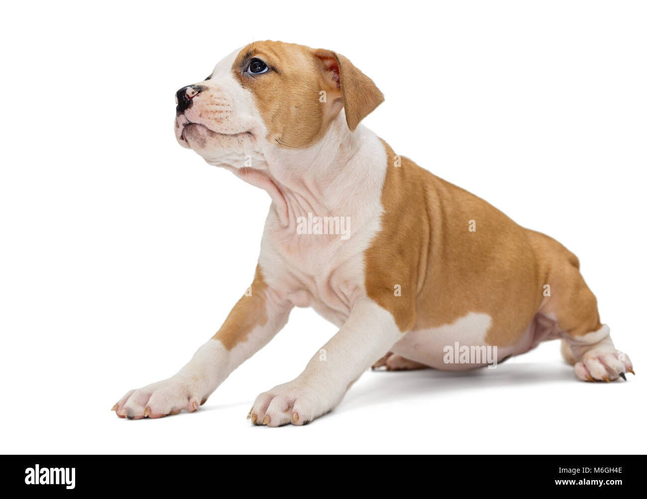 Small orange puppy Staffordshire Terrier, isolated on white background ...