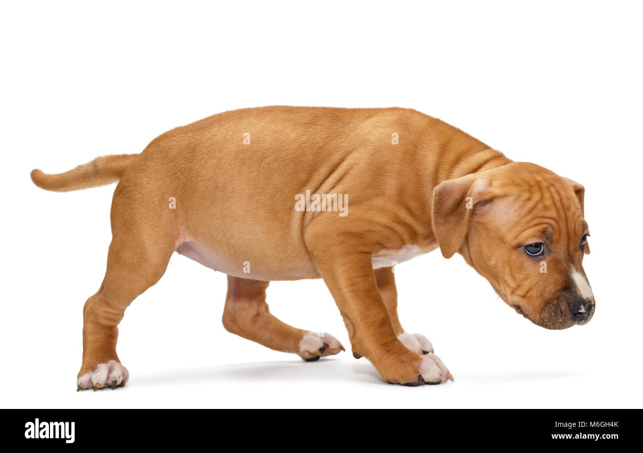 Small orange puppy Staffordshire Terrier, isolated on white background ...