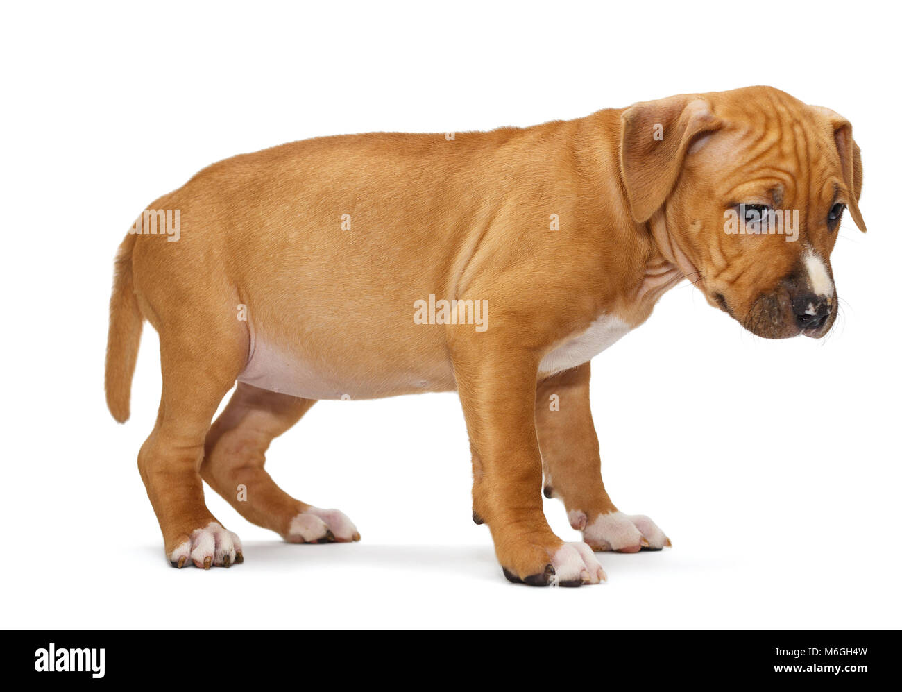 Small orange puppy Staffordshire Terrier, isolated on white background ...