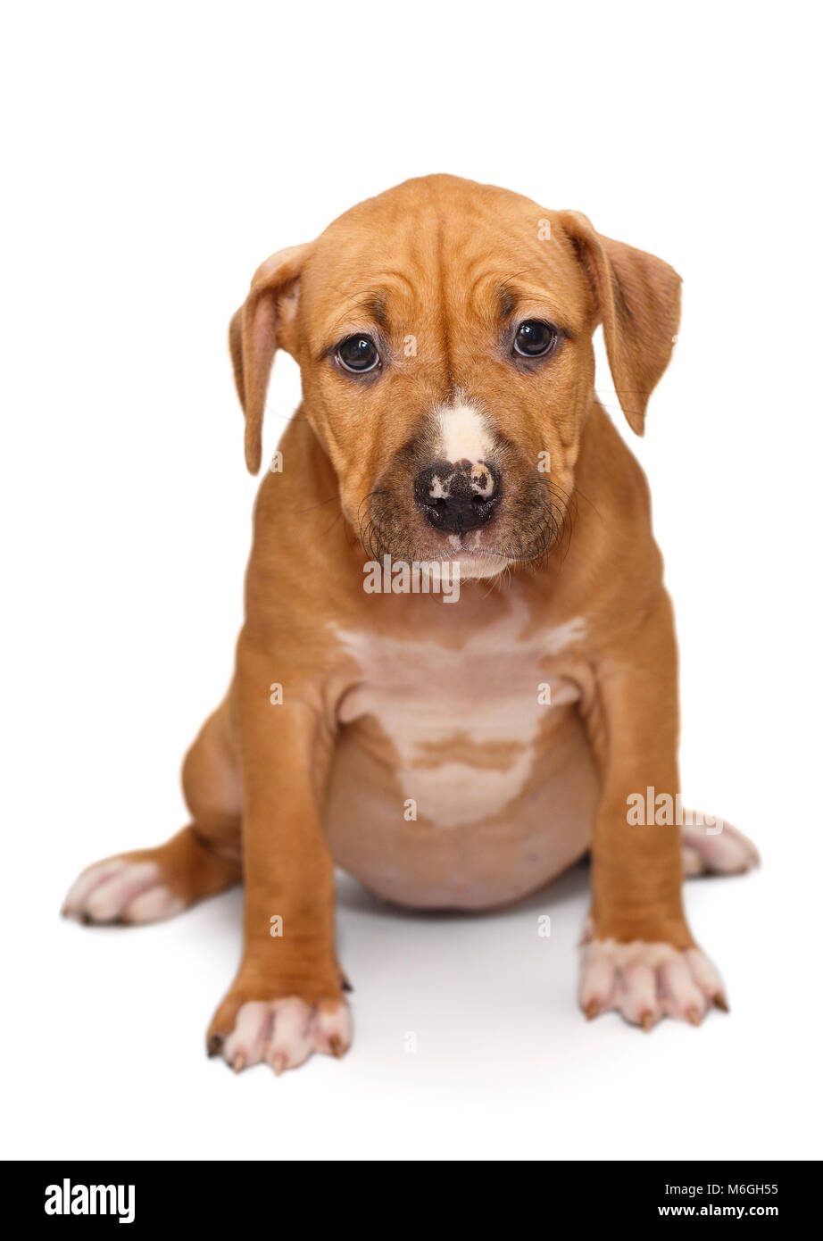 Small orange puppy Staffordshire Terrier, isolated on white background ...
