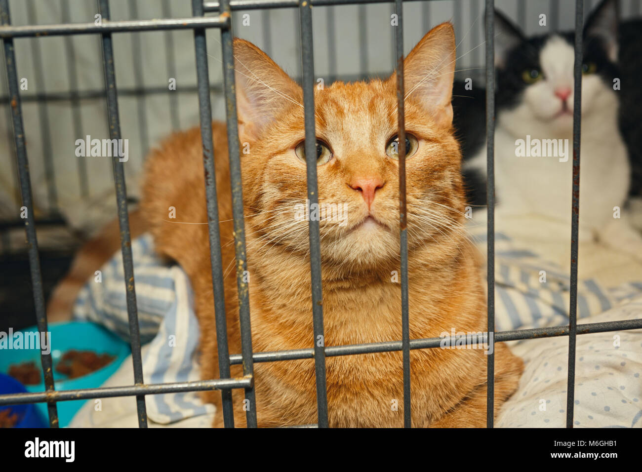 Beautiful red cat in a cage shelter for homeless animals Stock Photo ...