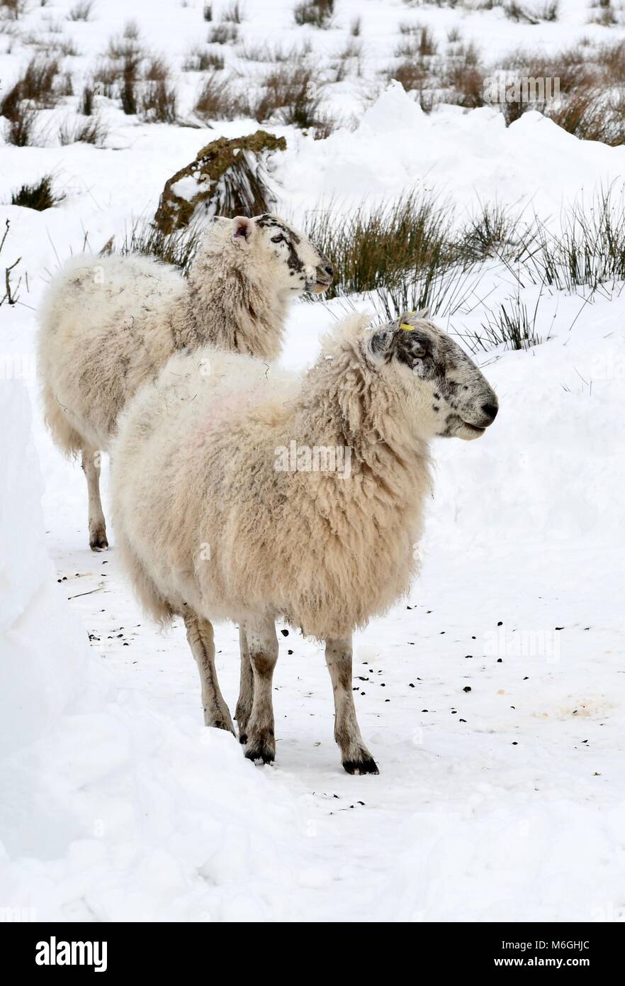 Scotch mule sheep hi-res stock photography and images - Alamy