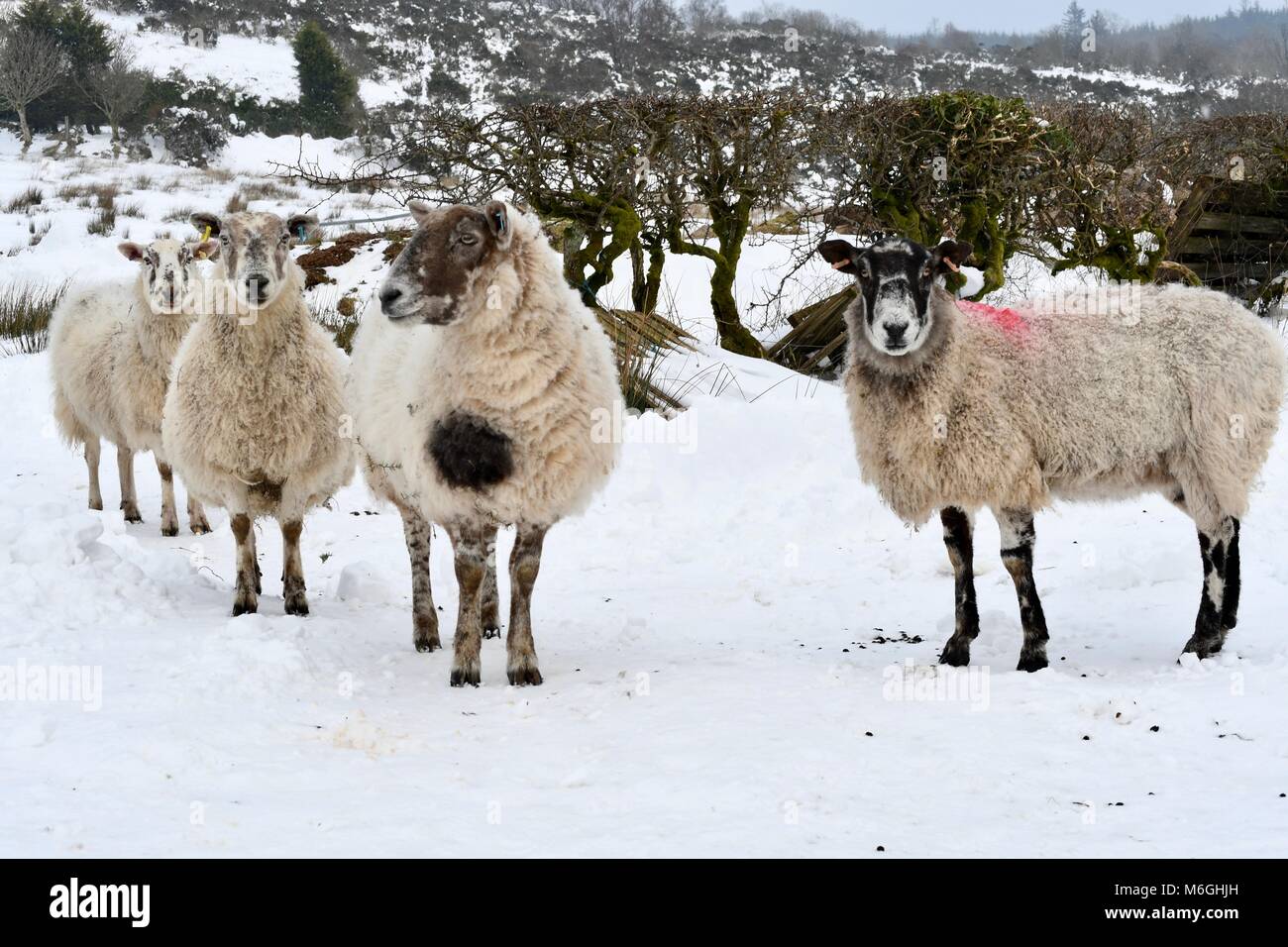 Scottish mule hi-res stock photography and images - Alamy