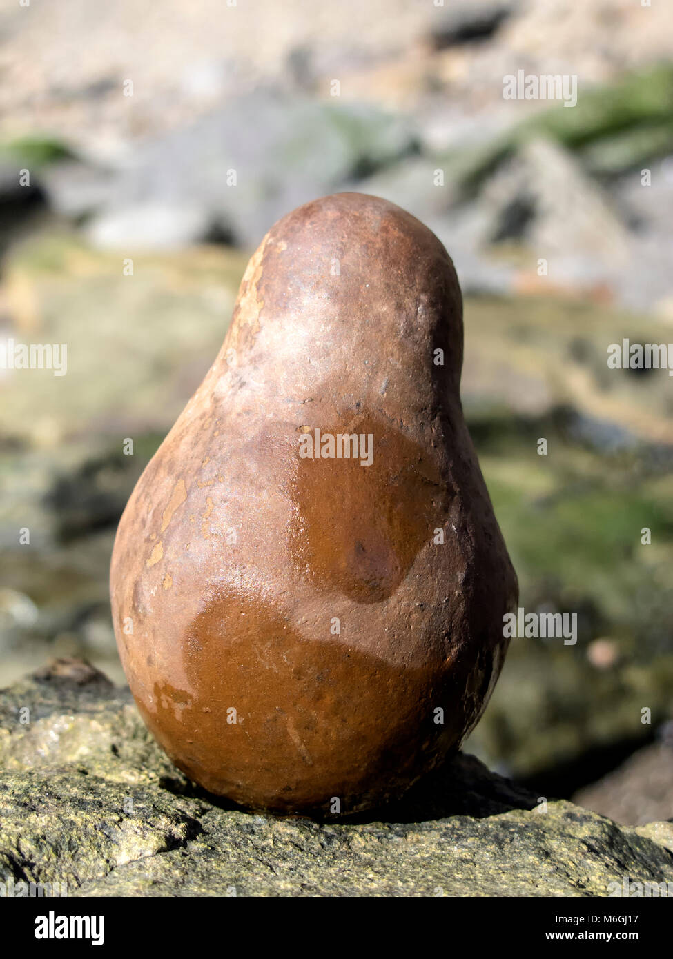A Pear shaped Ironstone concretion balanced on rocks on the seashore at ...