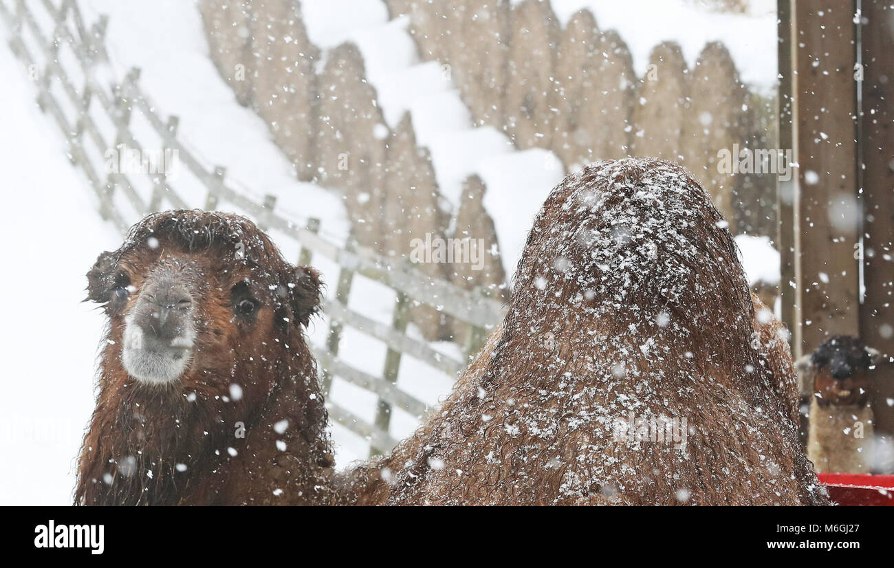 A camel in the snow at Mainsgill Farm in North Yorkshire as the cold ...