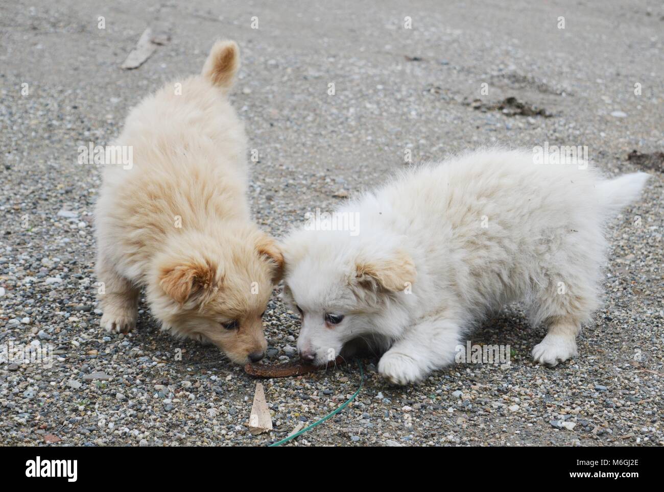 two little puppies of different colors Stock Photo - Alamy