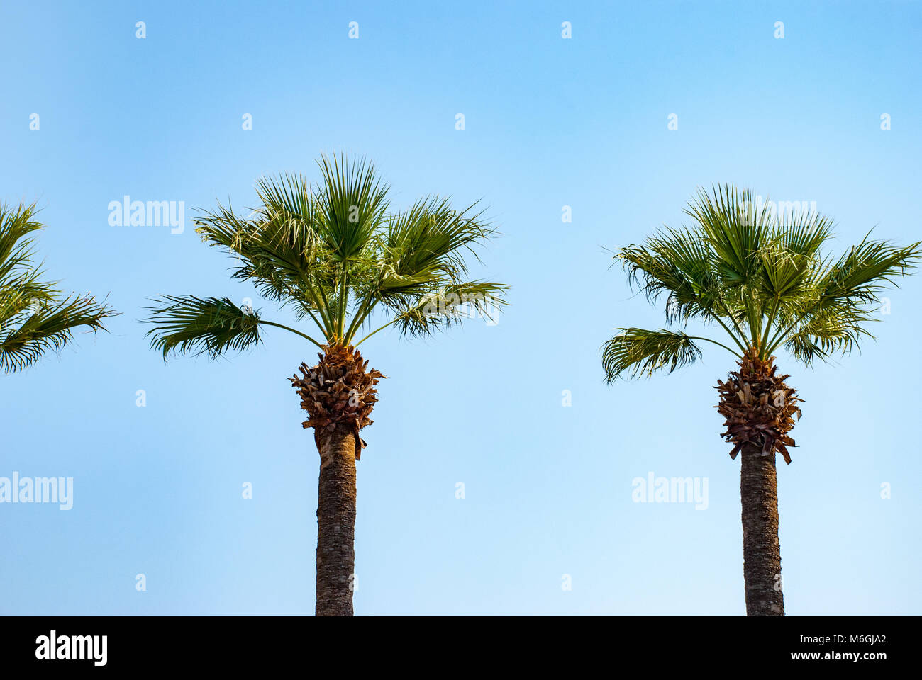 Tall palm trees with green fronds, standing under the vast blue sky ...