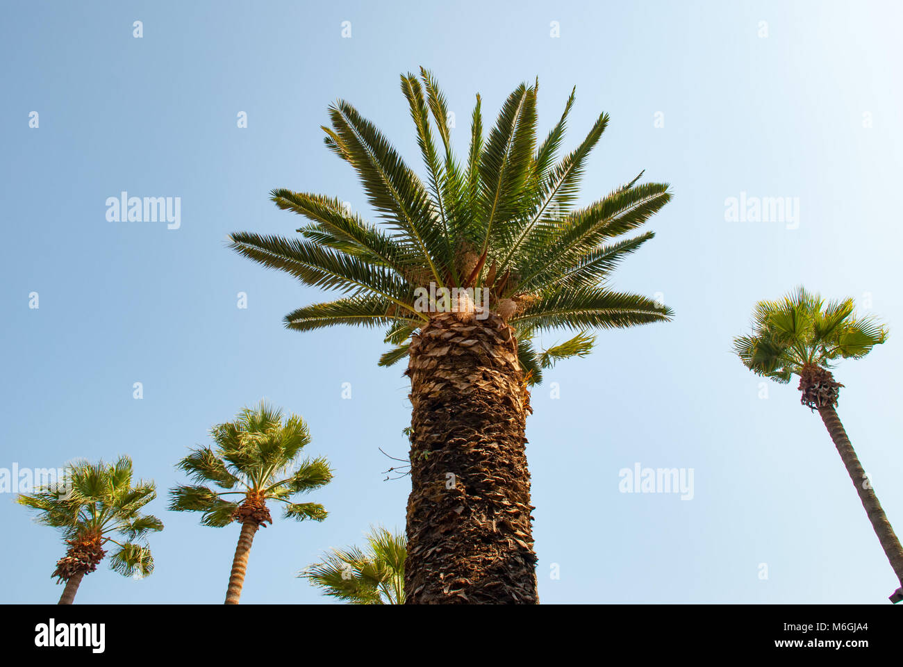 Tall palm trees with green fronds, standing under the vast blue sky ...