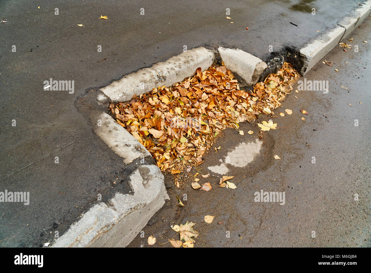 Dry autumn leaves pile atop a storm drain grate on asphalt road with a ...