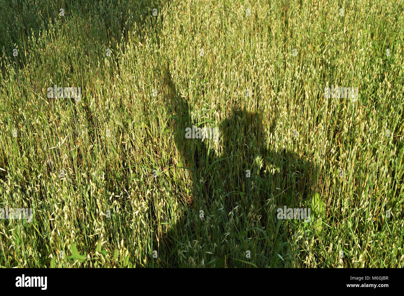 silhouette of a man, the shadow on the grass, field of wheat Stock ...