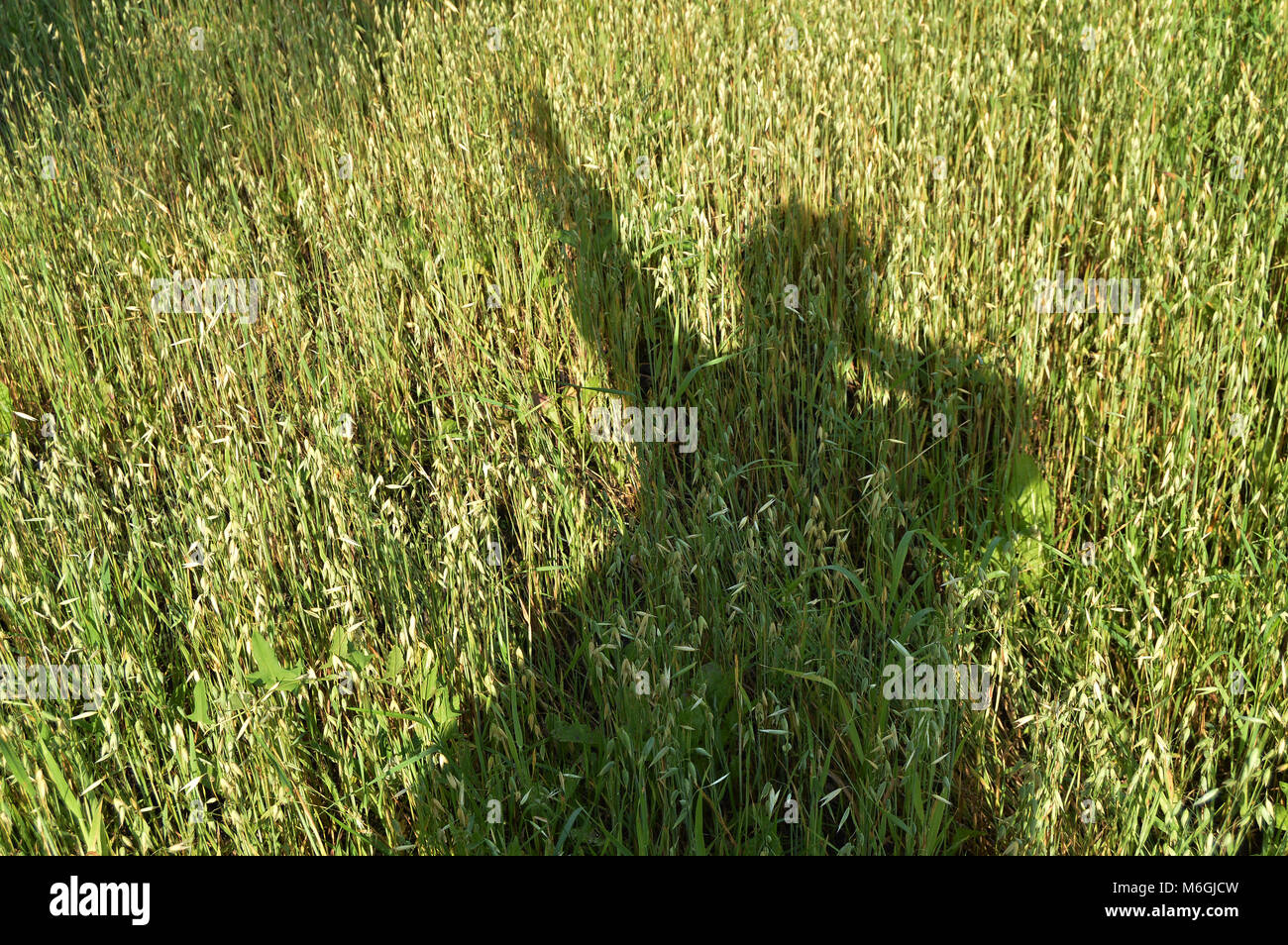 silhouette of a man, the shadow on the grass, field of wheat Stock ...