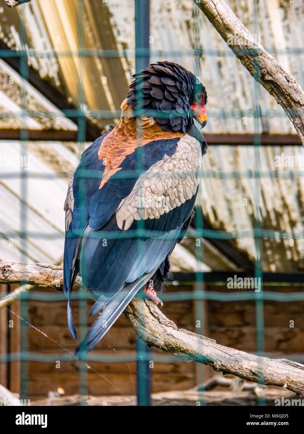 Eagle buffoon hi-res stock photography and images - Alamy