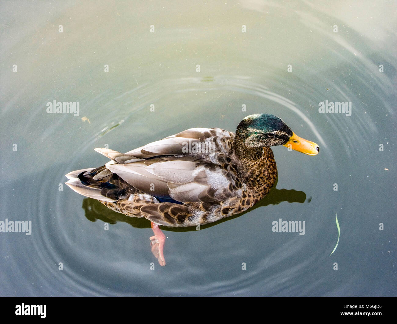 Close-up view of a serene duck smoothly floating through calm waters ...