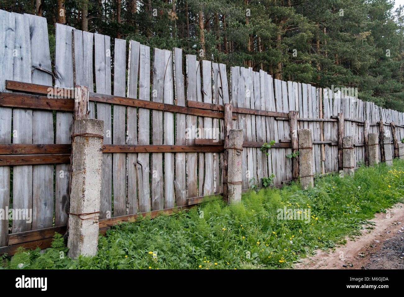 Old wooden fence against the pine forest. High old fence in the ...