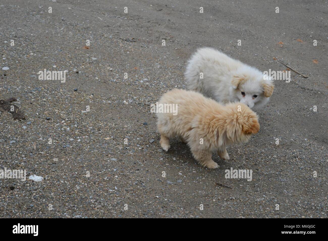 two little puppies of different colors Stock Photo - Alamy