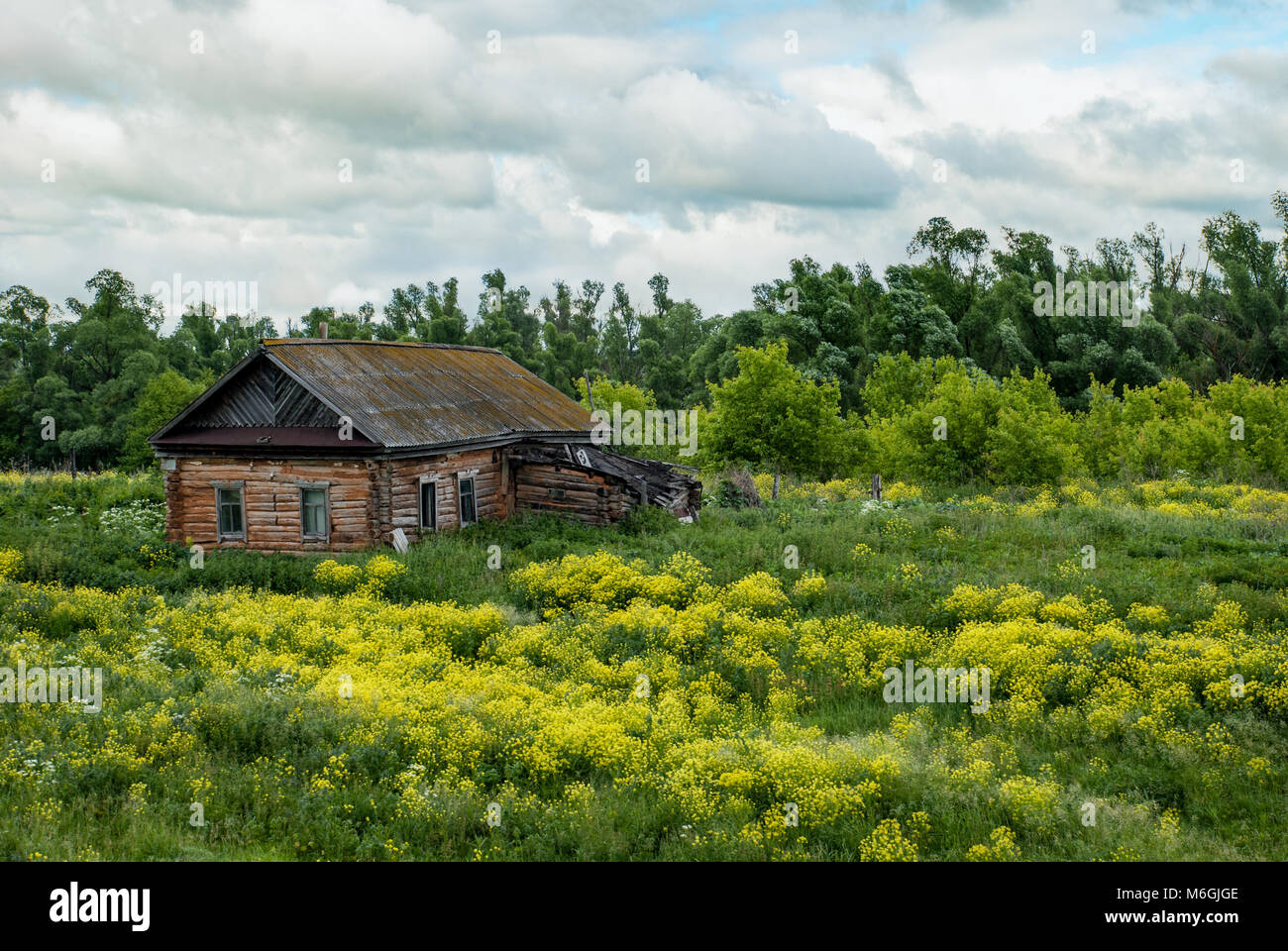 Old shack and blooming grass in countryside. Yellow flowers and green ...