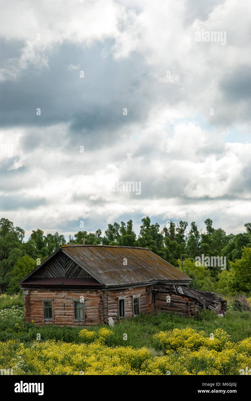 Old shack and blooming grass in countryside. Yellow flowers and green ...