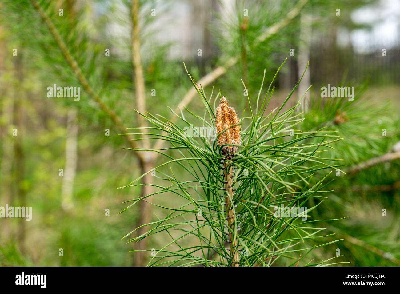 Elegant branch of pine tree with long needles in coniferous wood ...