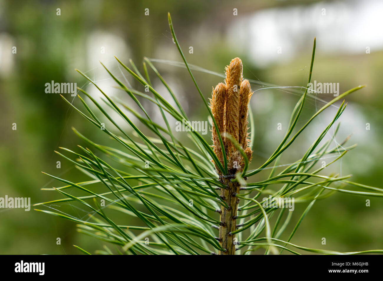 Pine bud hi-res stock photography and images - Alamy
