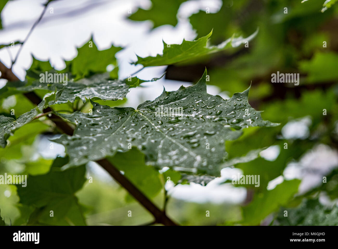 Closeup green leaf of maple tree covered with clean raindrops hanging ...
